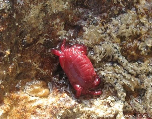 Liomera rugata | DORIS