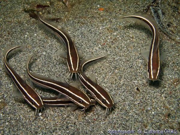 Plotosus lineatus | DORIS