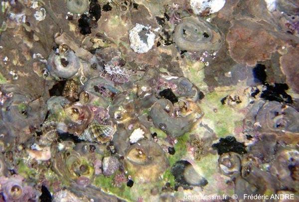 Vermetus triquetrus | DORIS