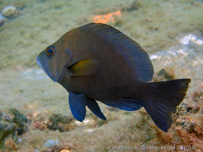 Hypoplectrus nigricans | DORIS