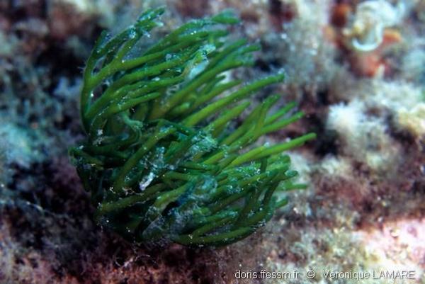 Codium fragile subsp. fragile | DORIS