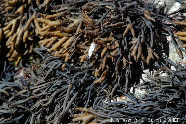 Pelvetia canaliculata | DORIS