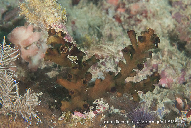 Tubastraea micranthus | DORIS