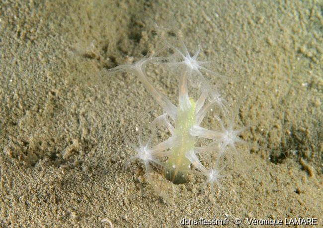 Veretillum cynomorium | DORIS