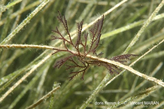 Bugula neritina | DORIS