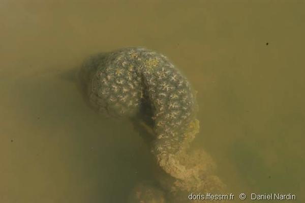 Pectinatella magnifica | DORIS