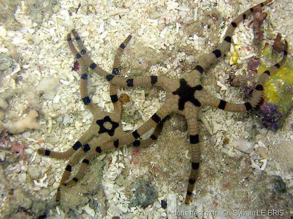 Ophiolepis superba | DORIS