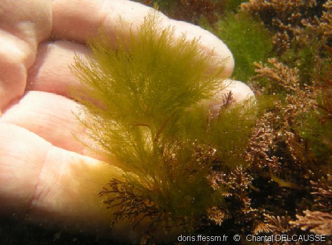 Bryopsis plumosa | DORIS