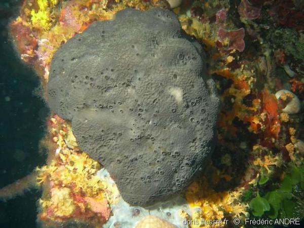 Sarcotragus spinosulus | DORIS