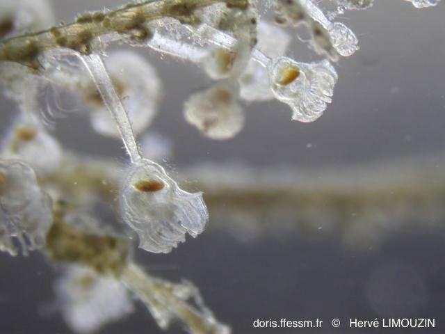 Pedicellina sp. | DORIS