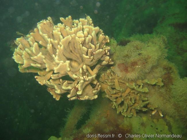 Haliclona (Haliclona) oculata | DORIS