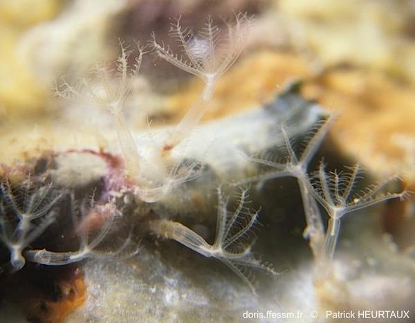 Cornularia cornucopiae | DORIS