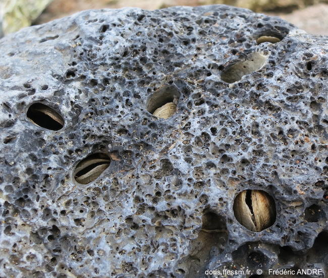 Petricola lithophaga | DORIS