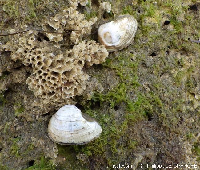 Petricola lithophaga | DORIS