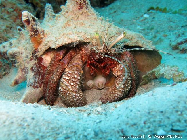 Petrochirus diogenes | DORIS