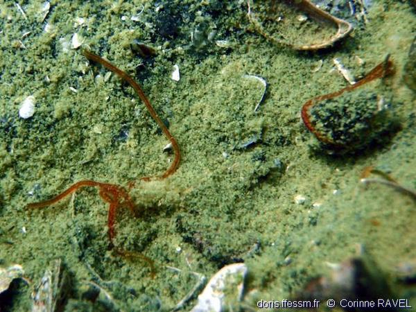 Lumbriculus variegatus | DORIS