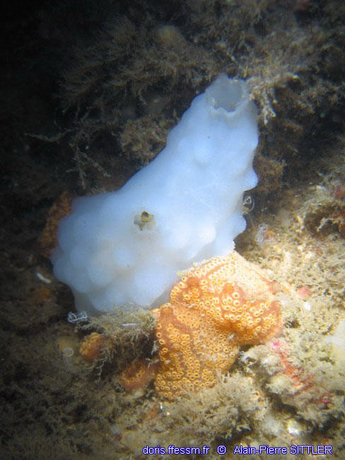Phallusia mammillata | DORIS