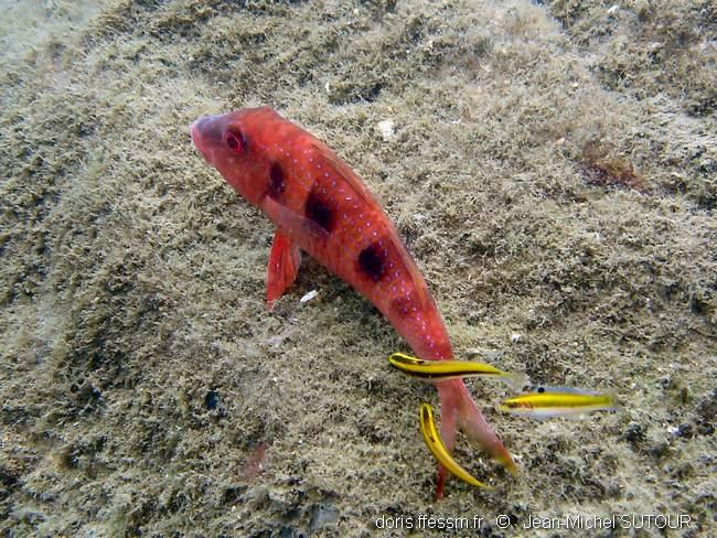 Pseudupeneus maculatus | DORIS