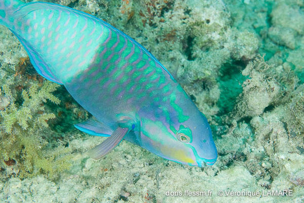 Scarus russelii | DORIS