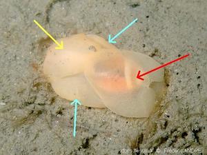 Philine quadripartita | DORIS