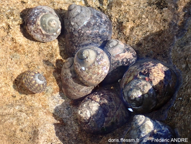 Phorcus articulatus | DORIS