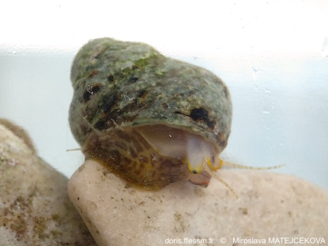 Phorcus mutabilis | DORIS