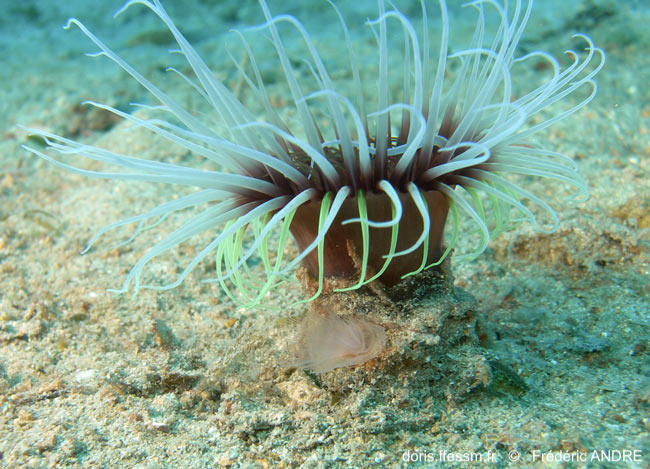 Phoronis australis | DORIS