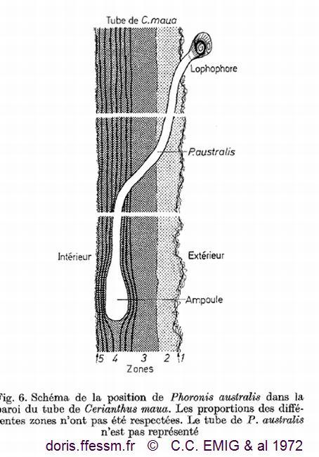 Phoronis australis | DORIS