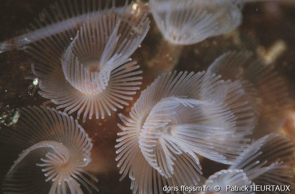 Phoronis hippocrepia | DORIS