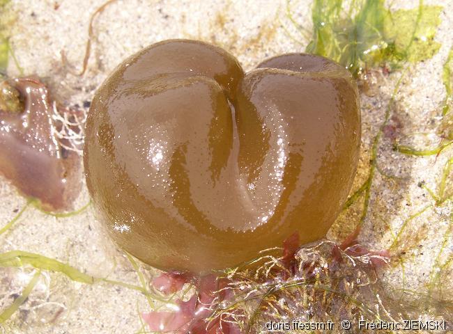 Colpomenia peregrina | DORIS