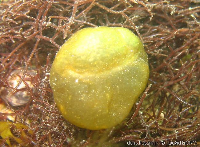 Colpomenia peregrina | DORIS