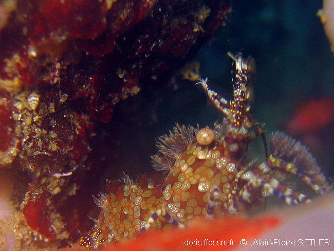 Saron marmoratus | DORIS