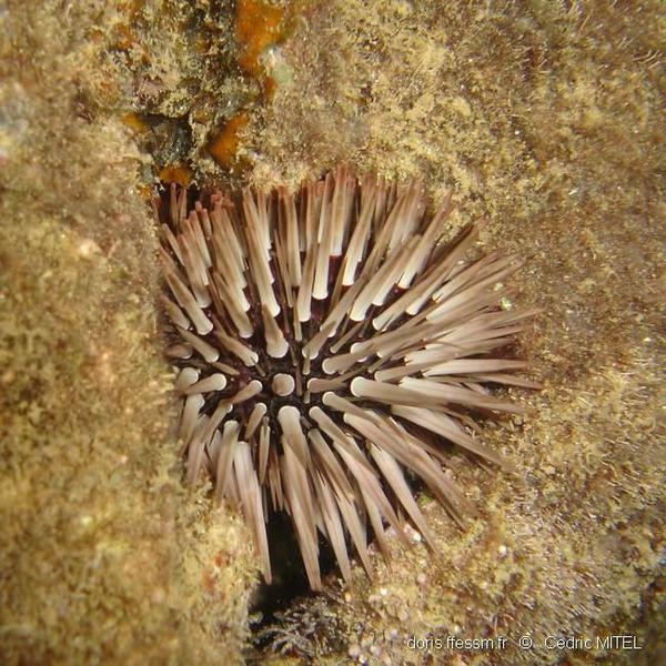 Echinometra mathaei | DORIS