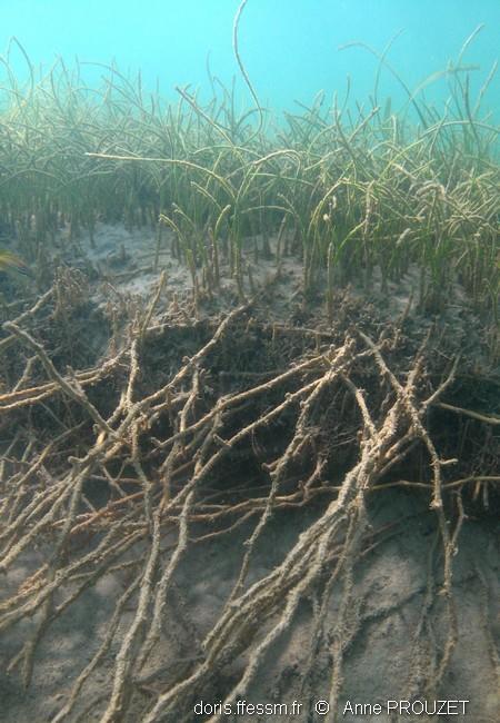 Syringodium filiforme | DORIS