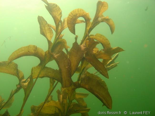 Potamogeton amplifolius | DORIS