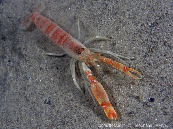 Alpheus glaber | DORIS