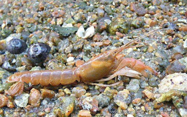 Axius stirhynchus | DORIS