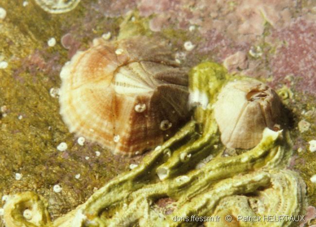 Balanus trigonus | DORIS