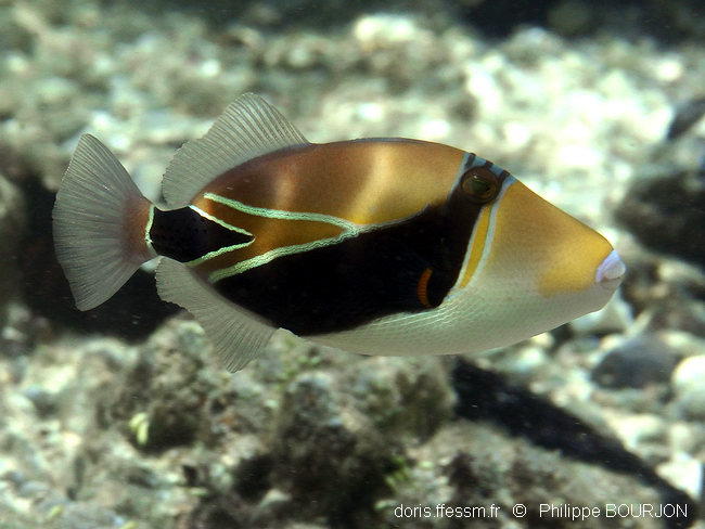 Rhinecanthus rectangulus | DORIS