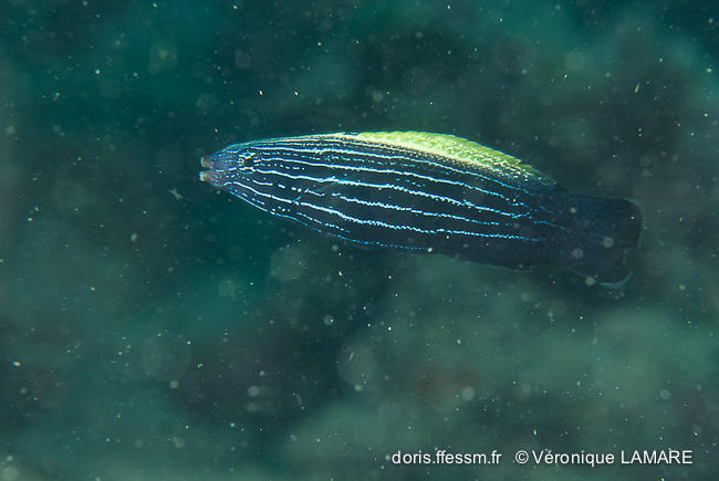 Labropsis xanthonota | DORIS