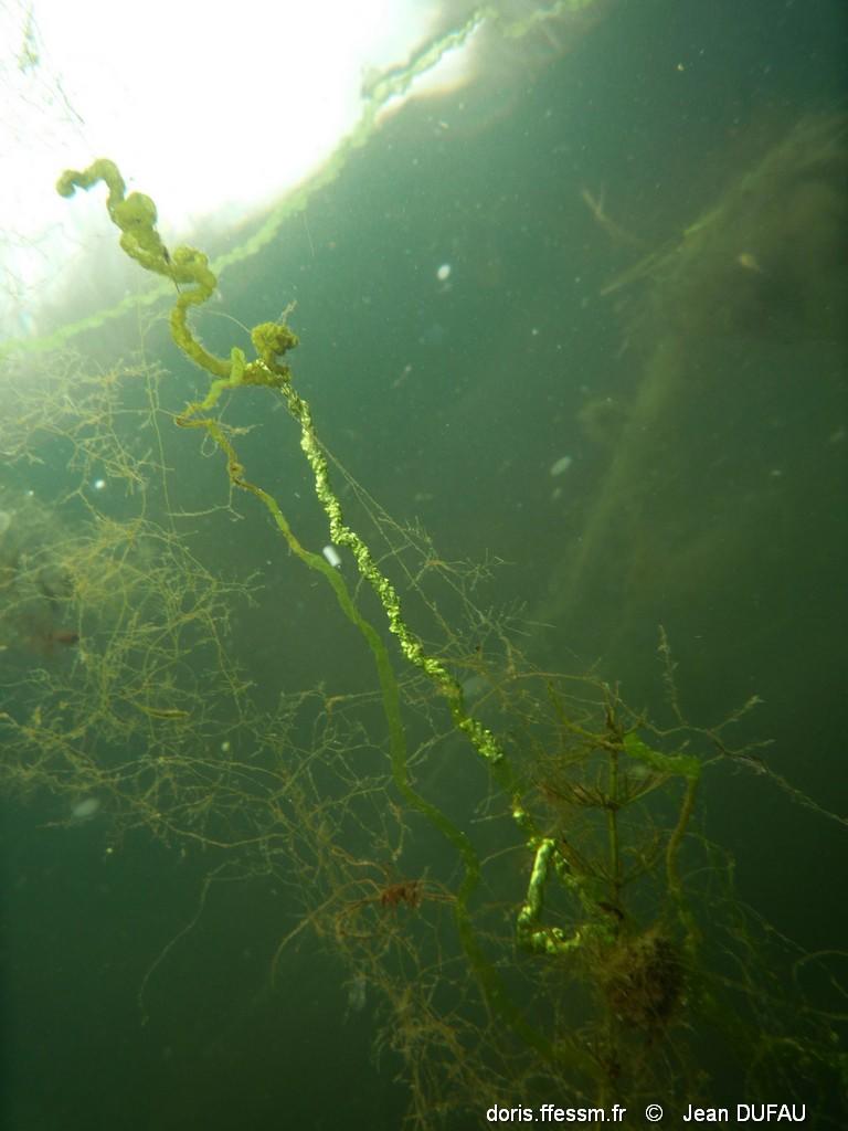 Ulva sp. groupe intestinalis | DORIS