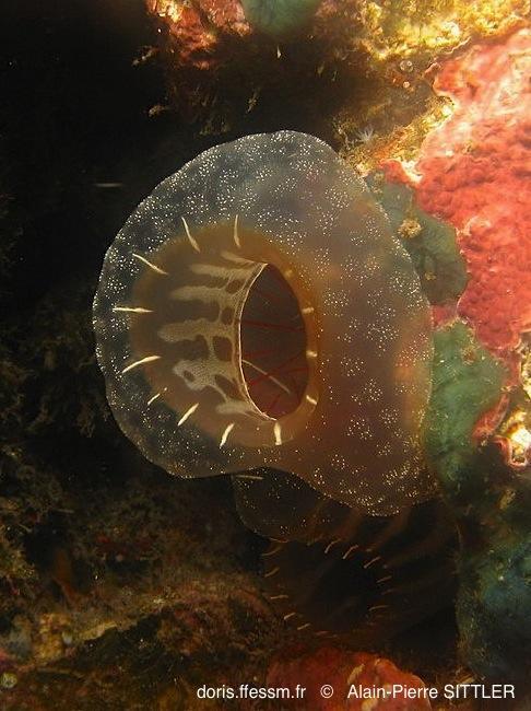 Ascidia ornata | DORIS