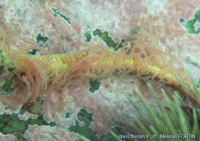 Neoamphitrite figulus | DORIS