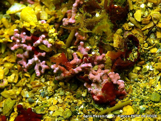 Lithothamnion corallioides | DORIS