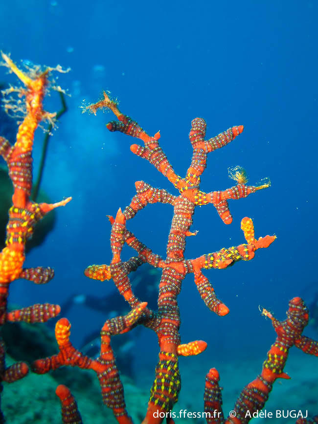 Ophiothela mirabilis | DORIS