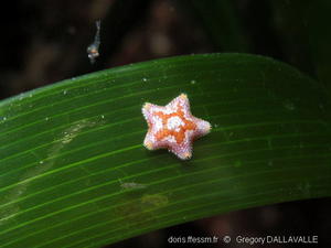Asterina pancerii | DORIS