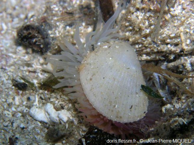 Limaria tuberculata | DORIS