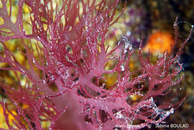 Halymenia floresii | DORIS