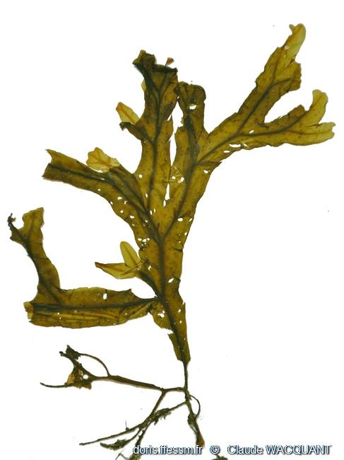 Dictyopteris polypodioides | DORIS