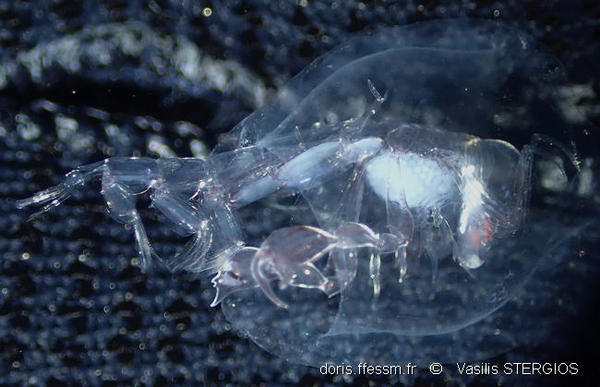 Phronima sedentaria | DORIS